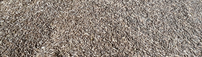 Resources - Oregon Seed Council